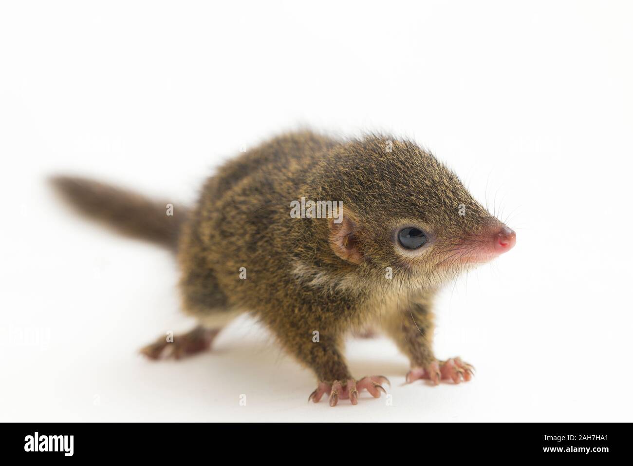 Horsfield's treeshrew (Tupaia javanica), also called Javan treeshrew ...