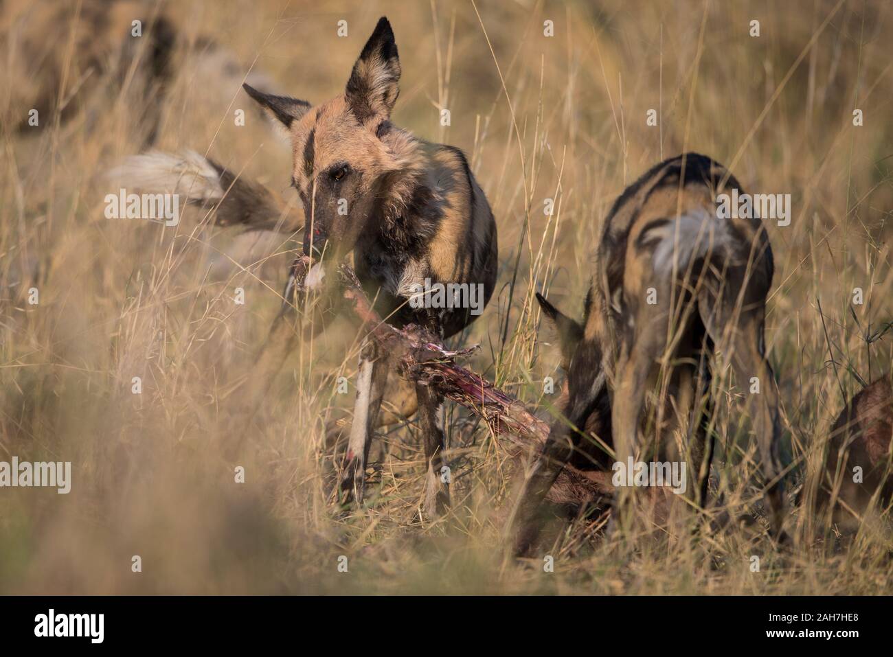African hunting dog pack hi-res stock photography and images - Alamy