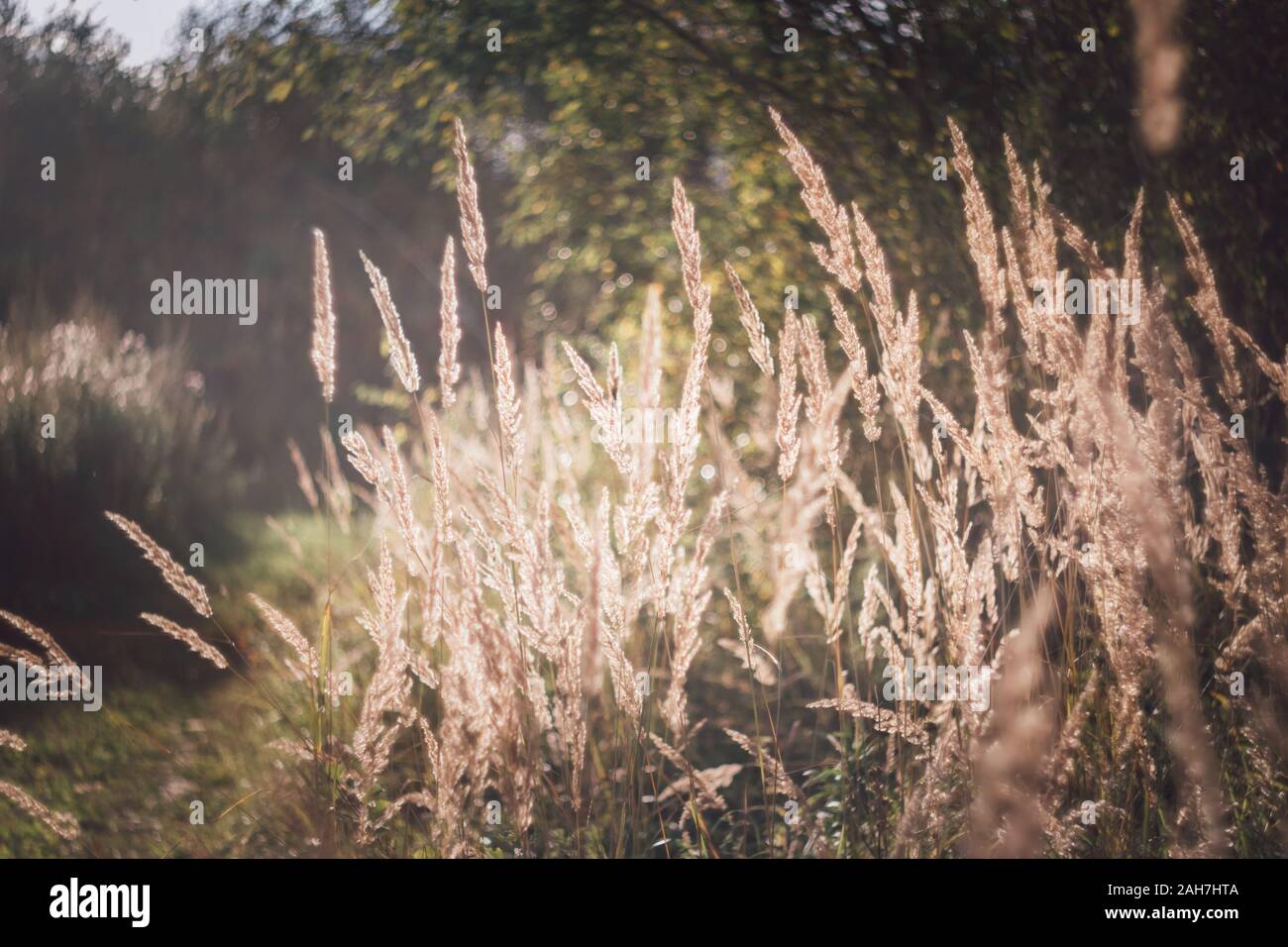 Beautiful meadow grass, bluegrass, Poa pratensis on green blurred ...