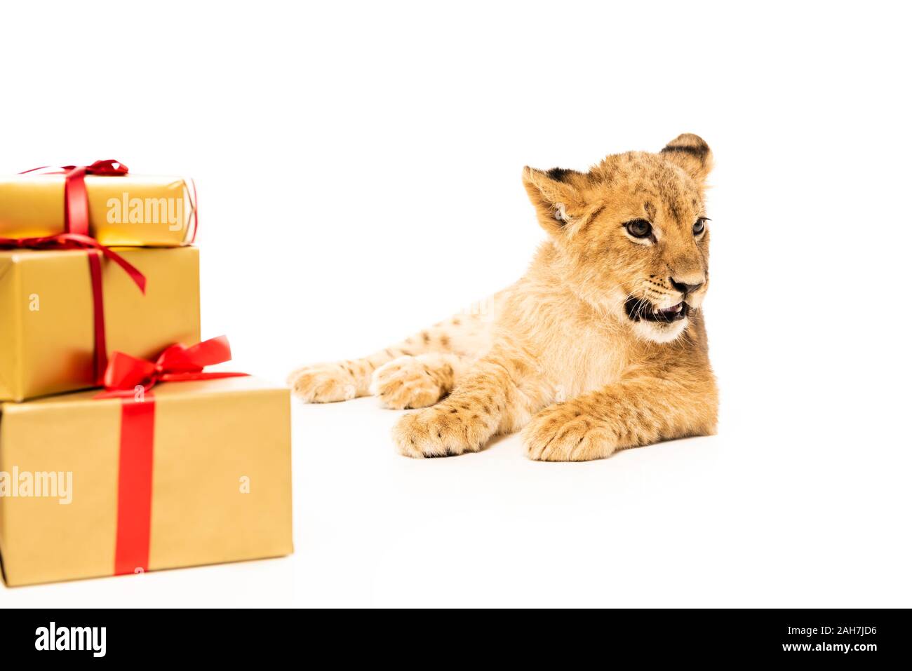 cute lion cub near golden gifts with red ribbons isolated on white ...