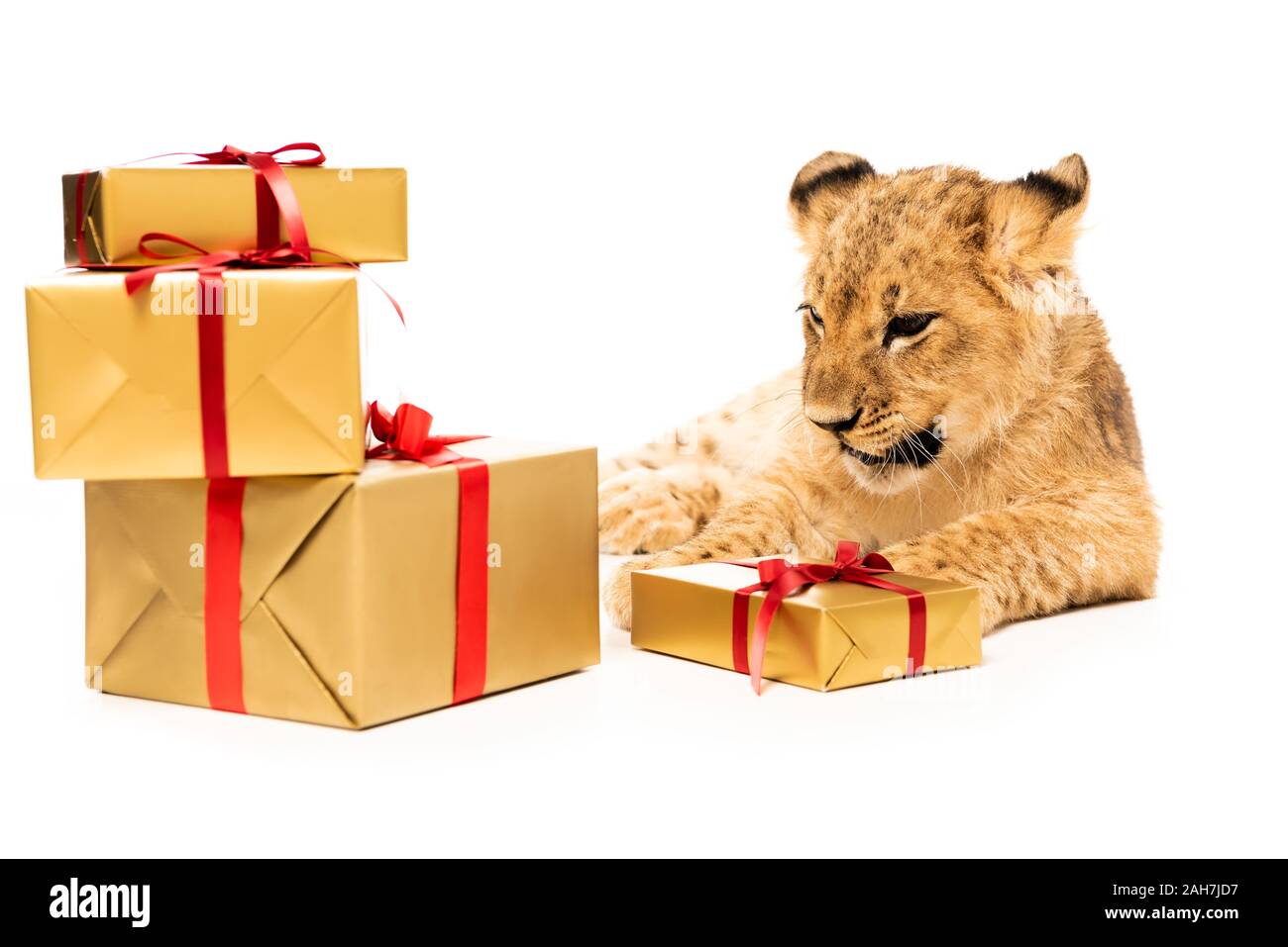 cute lion cub near golden gifts with red ribbons isolated on white ...
