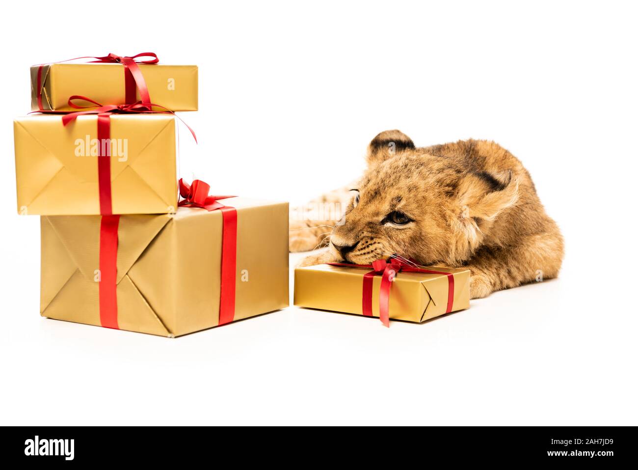 cute lion cub near golden gifts with red ribbons isolated on white ...