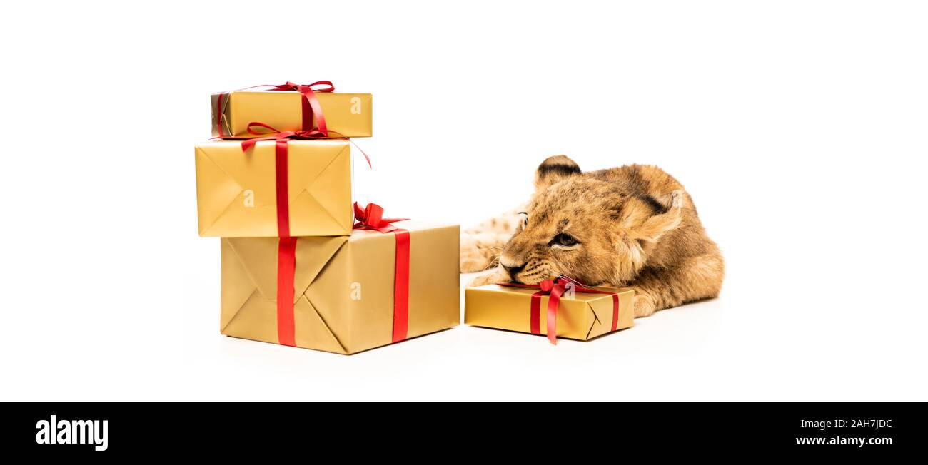 cute lion cub near golden gifts with red ribbons isolated on white ...
