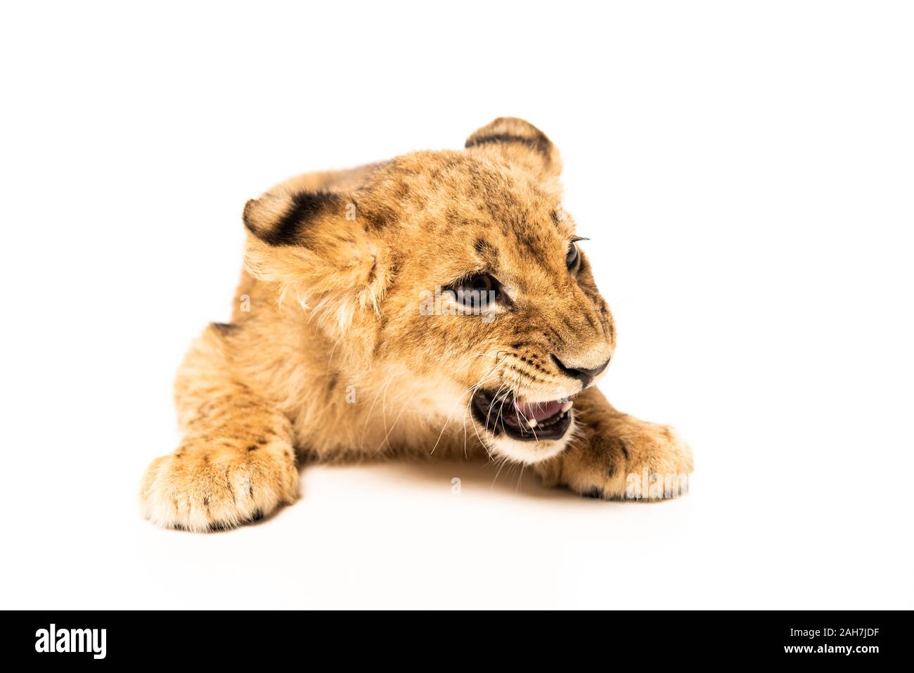 adorable lion cub lying isolated on white Stock Photo - Alamy
