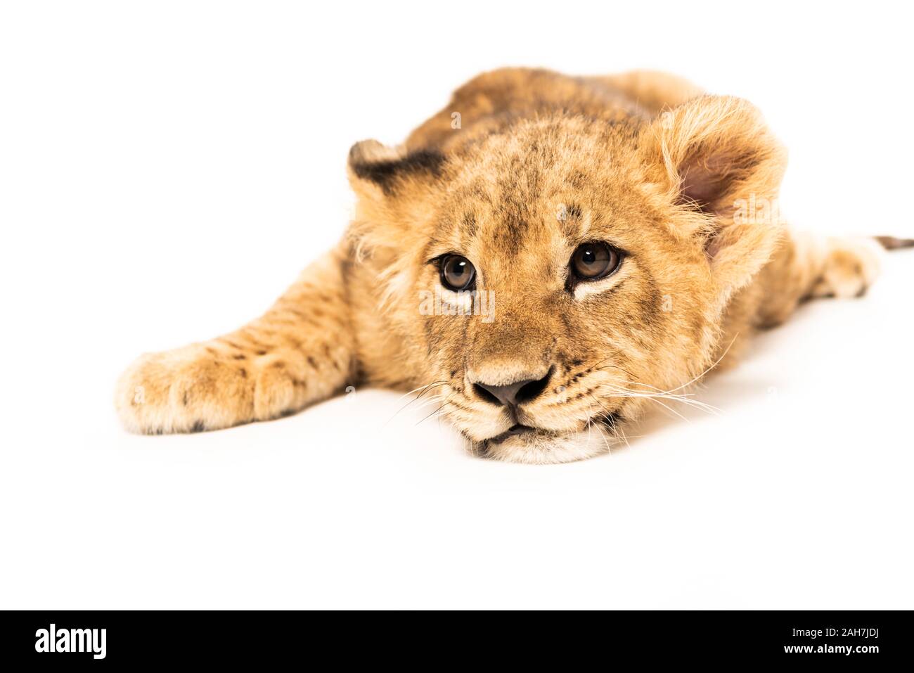 adorable lion cub lying isolated on white Stock Photo - Alamy