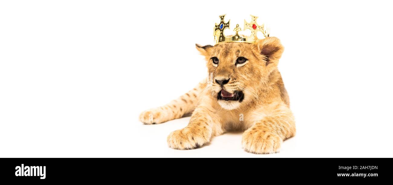 cute lion cub in golden crown isolated on white Stock Photo - Alamy
