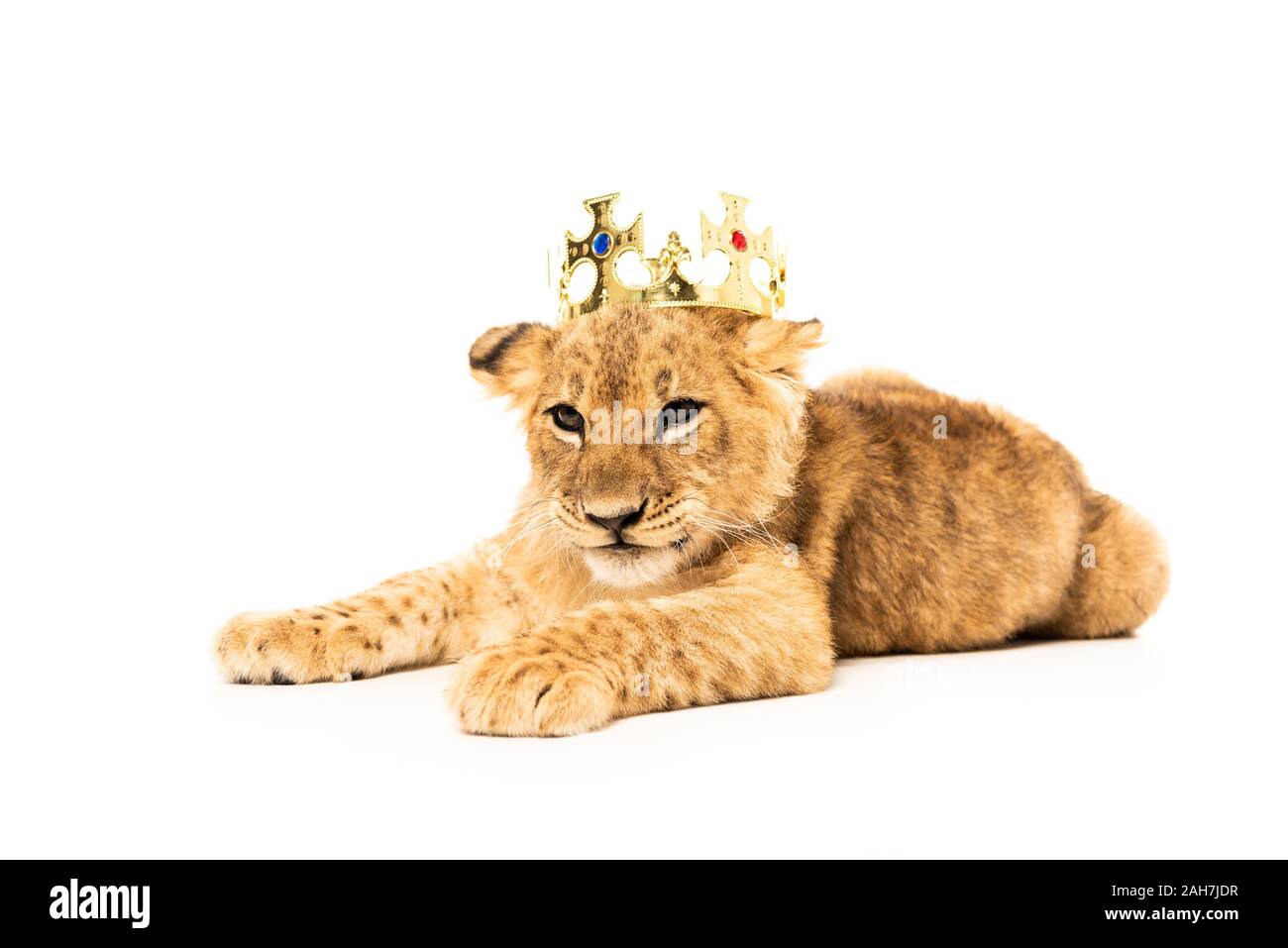 cute lion cub in golden crown isolated on white Stock Photo - Alamy