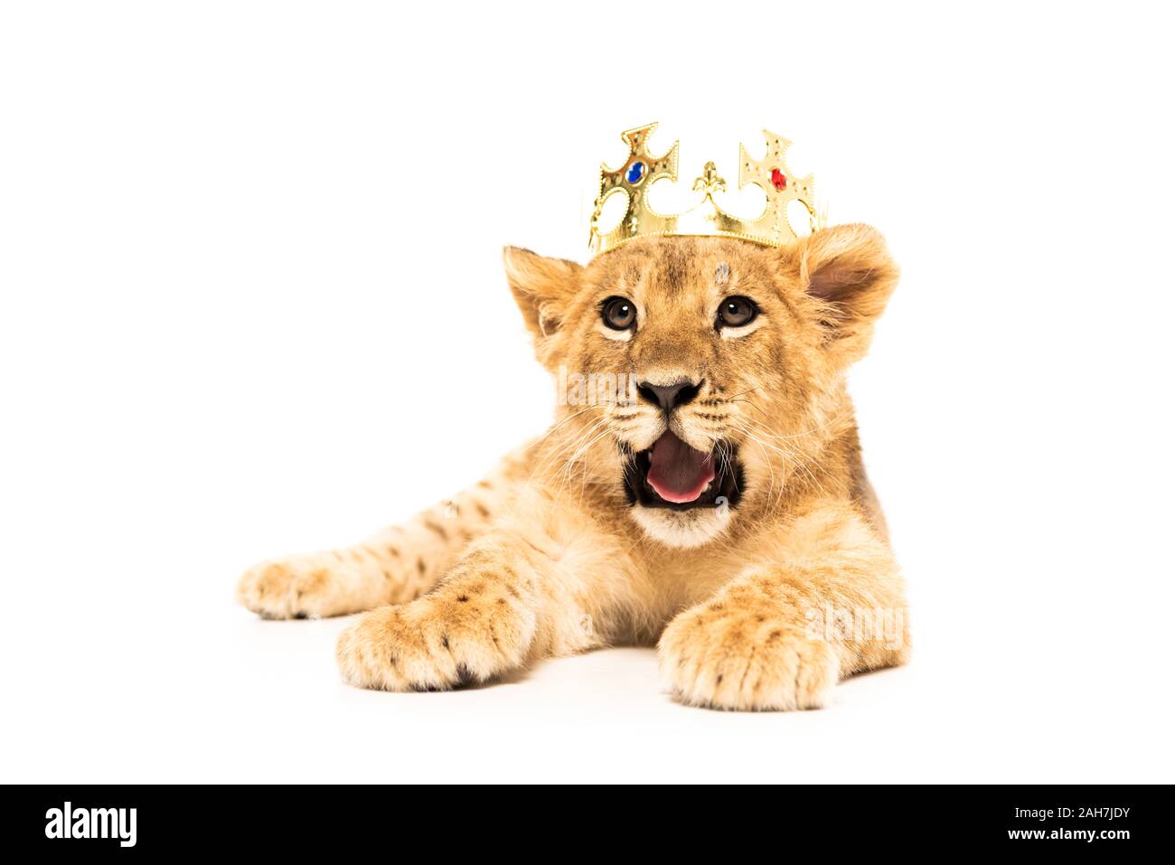cute lion cub in golden crown isolated on white Stock Photo - Alamy