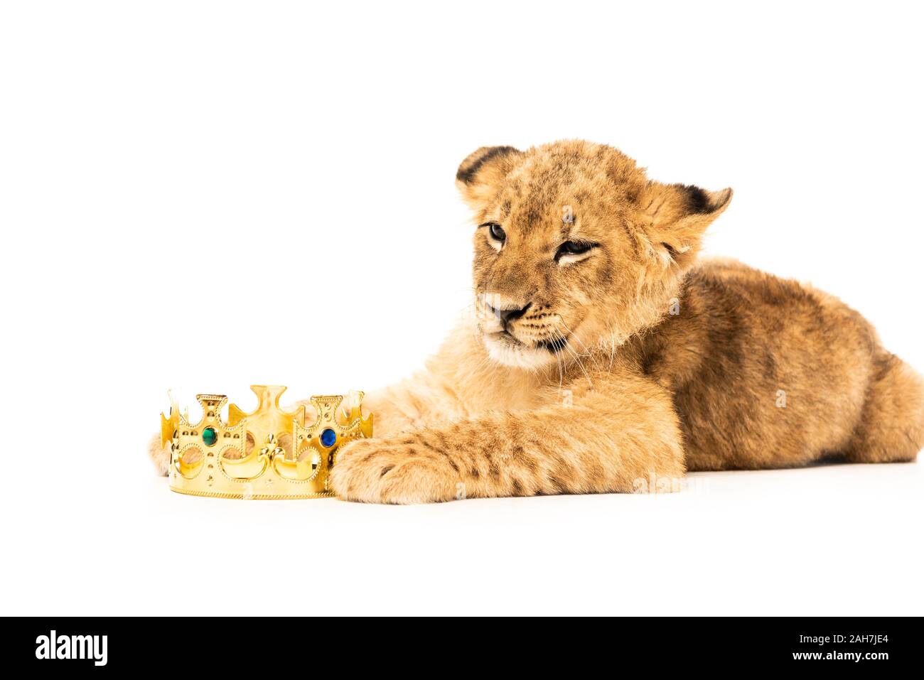 cute lion cub near golden crown isolated on white Stock Photo - Alamy