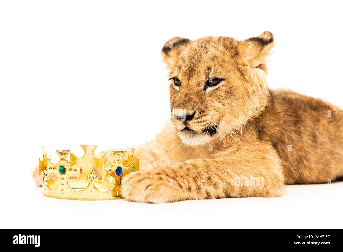 cute lion cub near golden crown isolated on white Stock Photo - Alamy