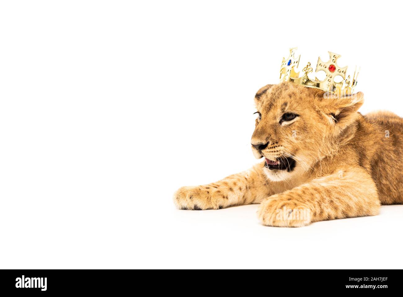 cute lion cub in golden crown isolated on white Stock Photo - Alamy