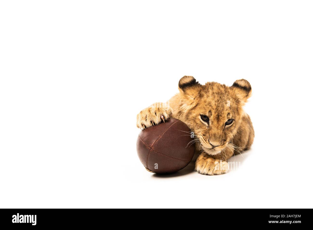 cute lion cub near rugby ball isolated on white Stock Photo - Alamy