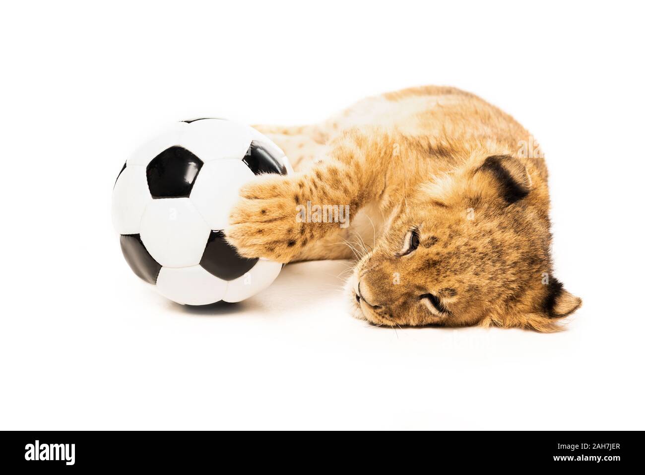 cute lion cub near soccer ball isolated on white Stock Photo - Alamy