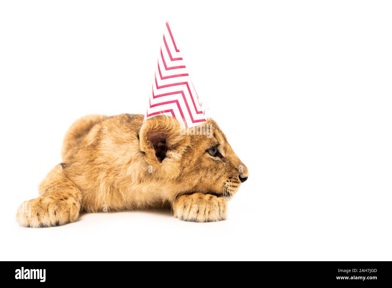 cute lion cub in party cap isolated on white Stock Photo - Alamy