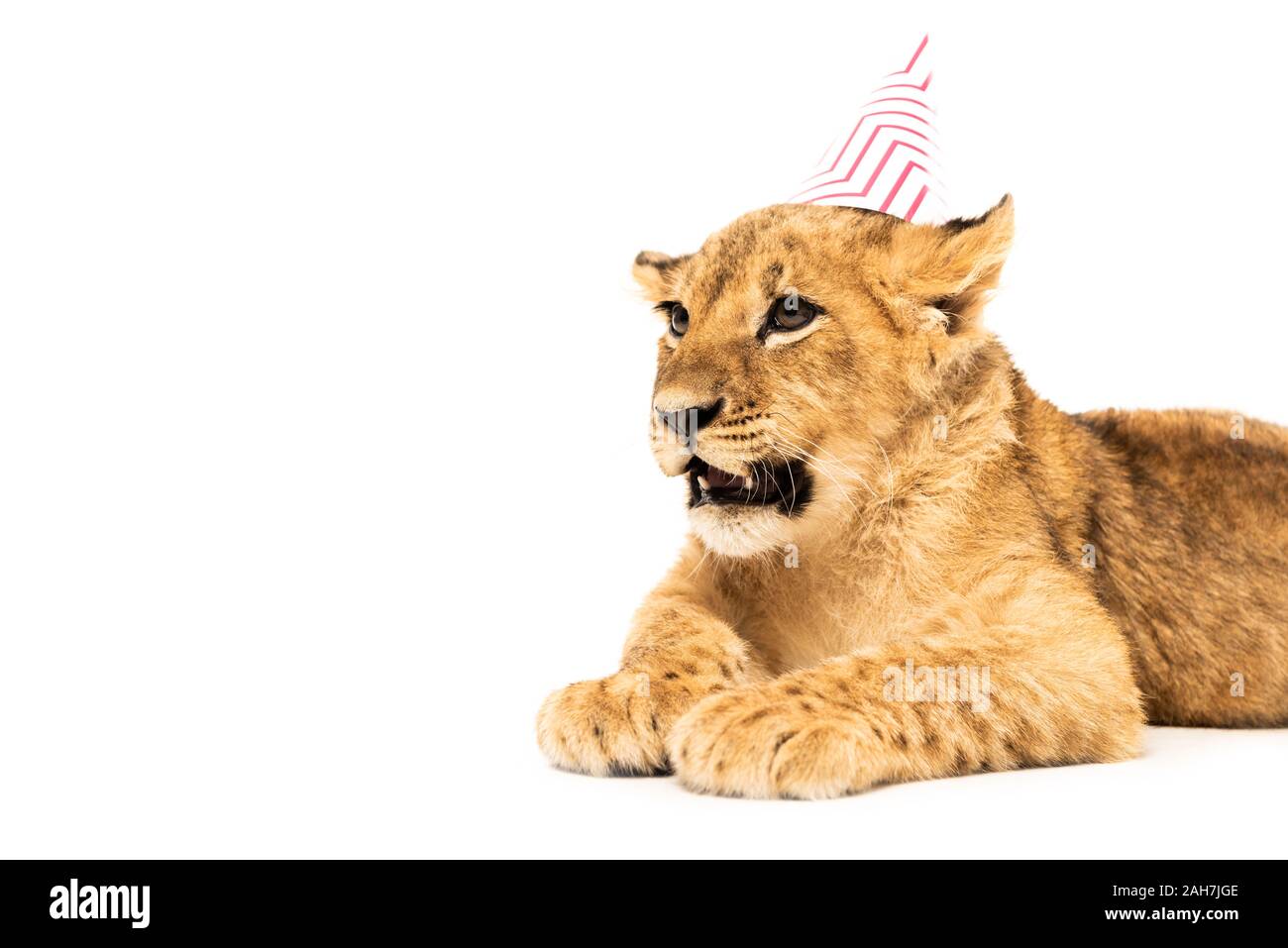 cute lion cub in party cap isolated on white Stock Photo - Alamy