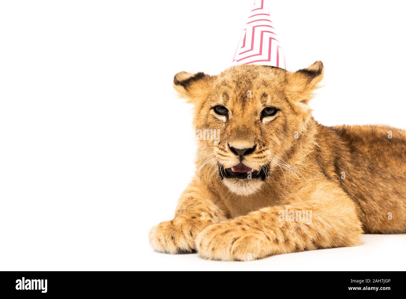 cute lion cub in party cap isolated on white Stock Photo - Alamy