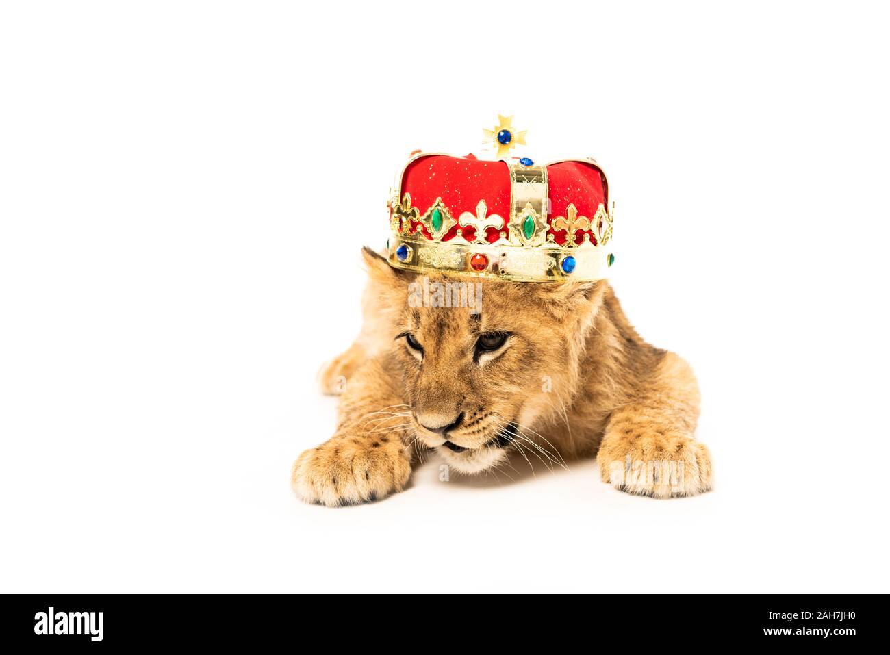 cute lion cub in golden and red crown isolated on white Stock Photo - Alamy