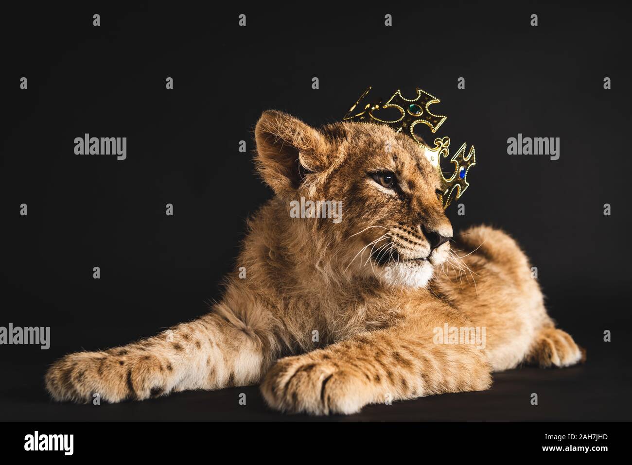 adorable lion cub lying in golden crown isolated on black Stock Photo ...