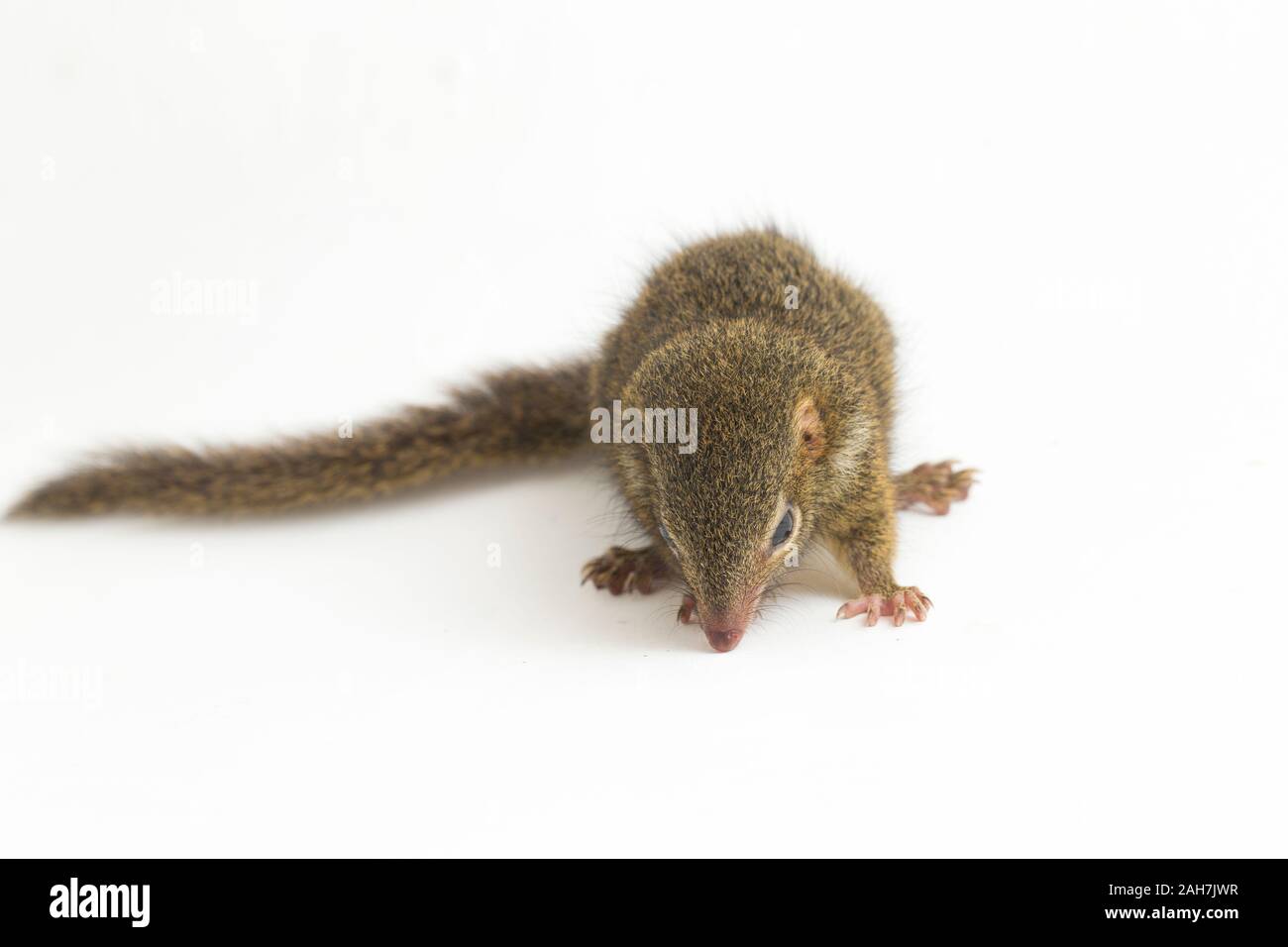 Outdoor chipmunk Cut Out Stock Images & Pictures - Alamy