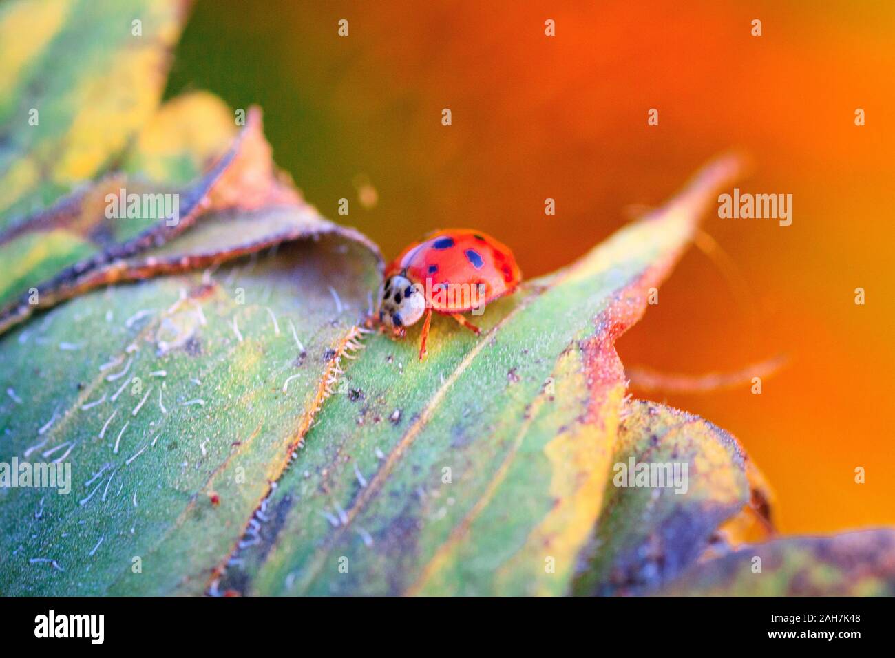 Macro of ladybug on a blade of grass in the morning sun Ladybug - bug ...
