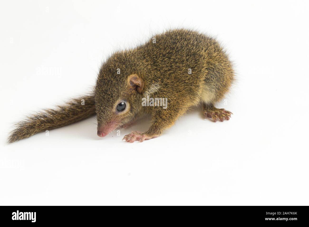 Tupaia javanica hi-res stock photography and images - Alamy