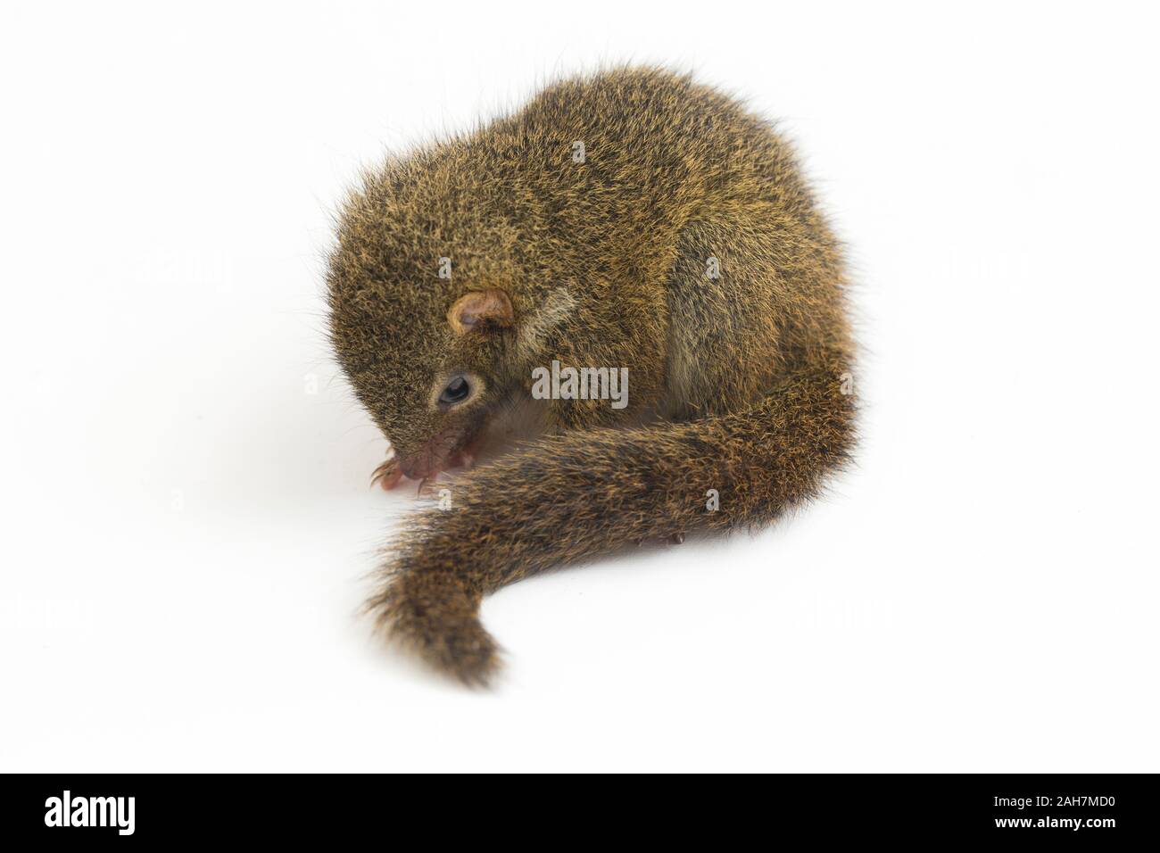 Horsfield's treeshrew (Tupaia javanica), also called Javan treeshrew ...