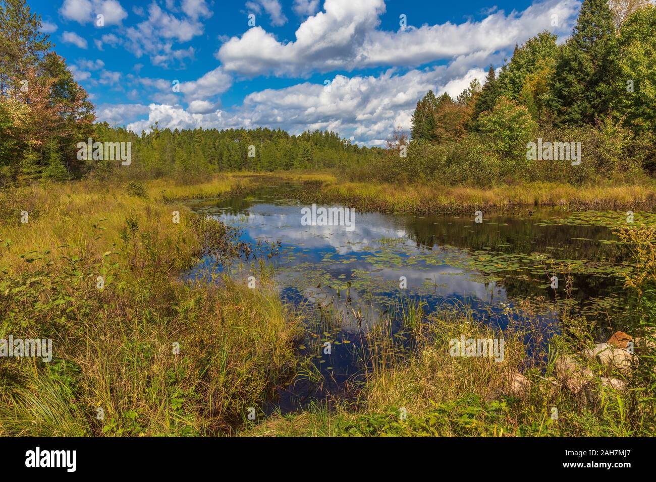 Tamarack pine hi-res stock photography and images - Alamy
