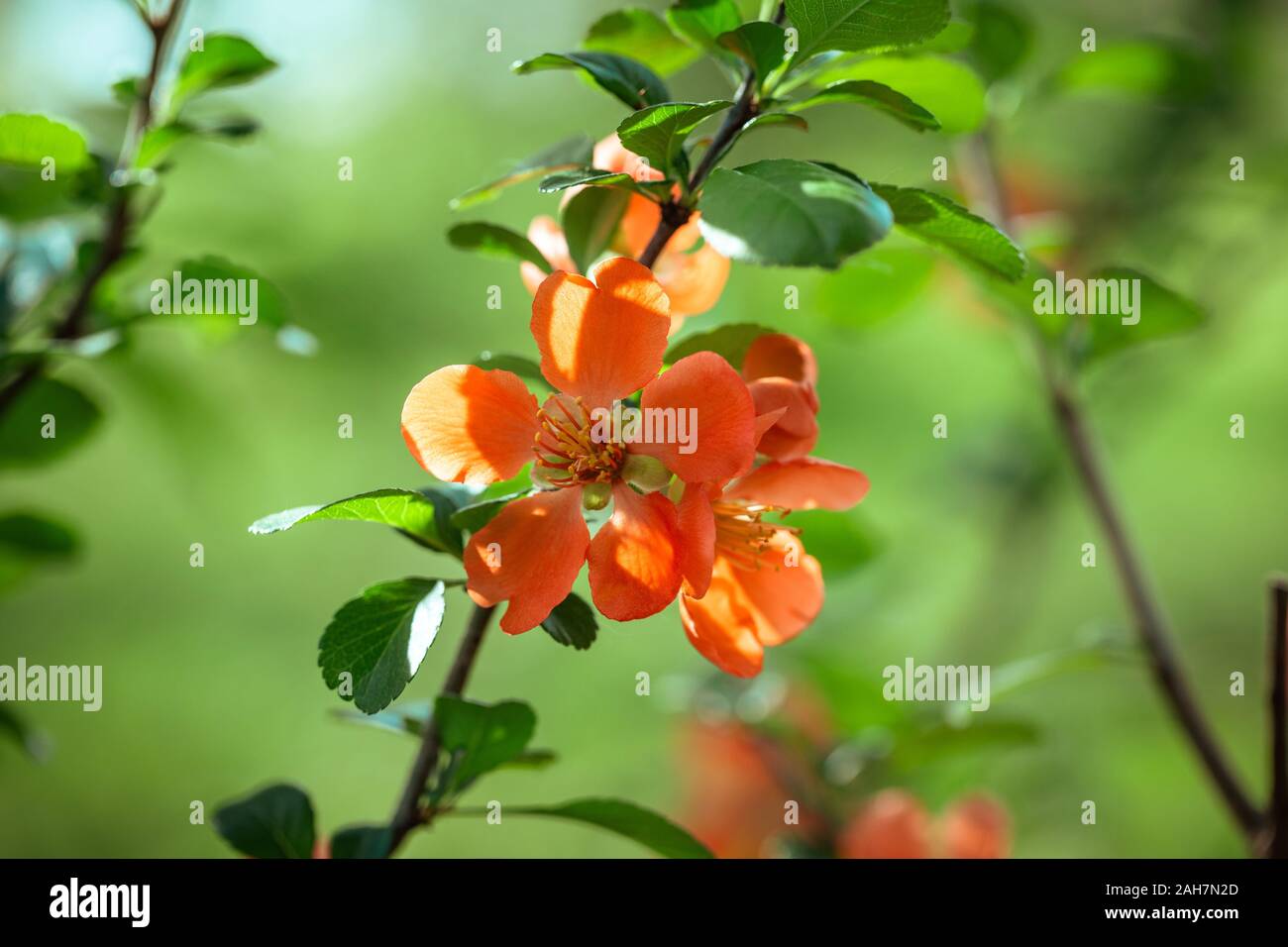 Beautiful red flowers quince, queen-apple, apple quince on green ...