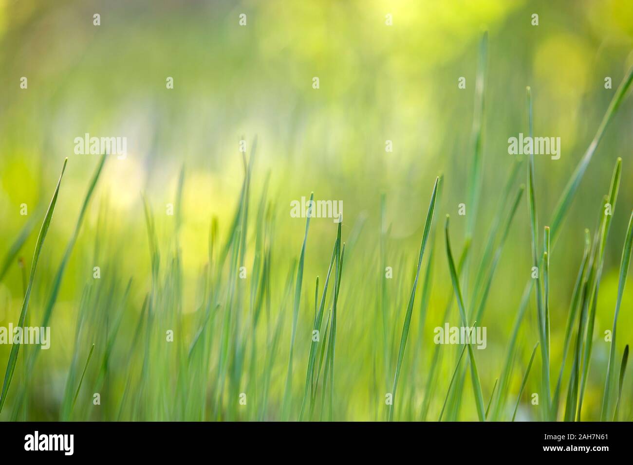 Bright green grass, thin blades growing on blurred green bokeh grassy ...