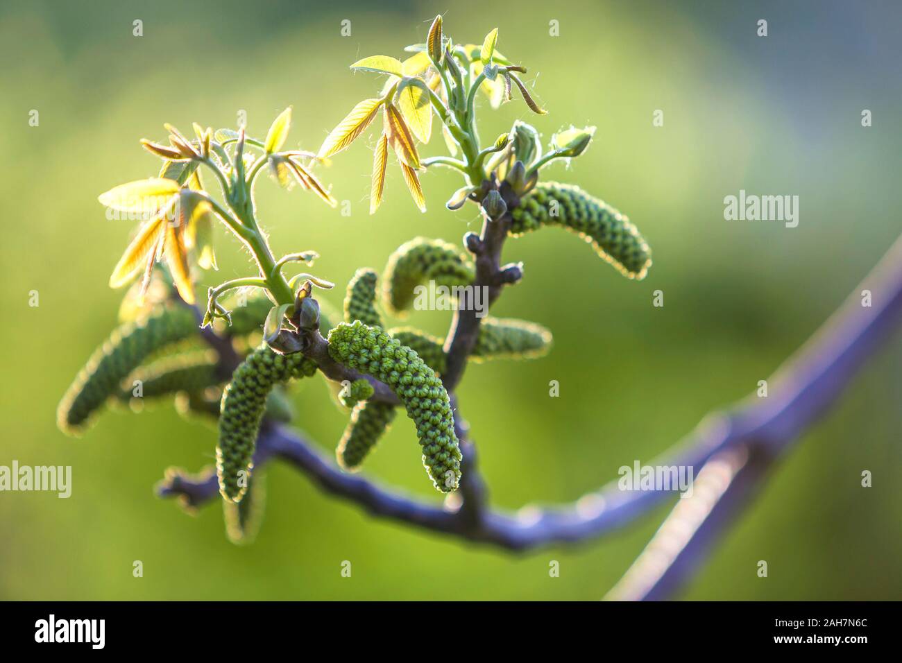 Walnut blooms hi-res stock photography and images - Alamy