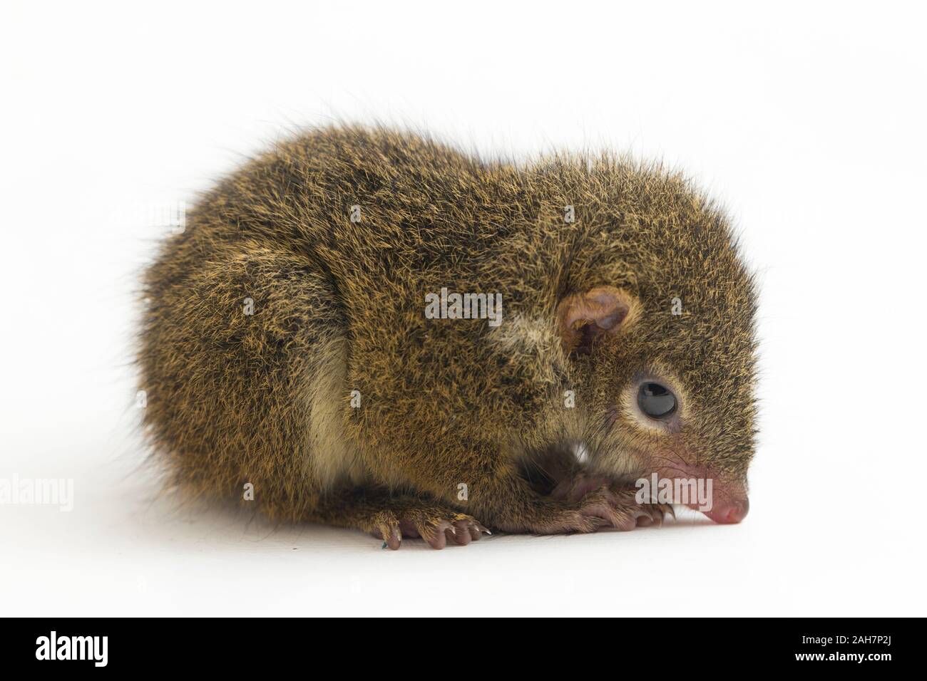 Horsfield's treeshrew (Tupaia javanica), also called Javan treeshrew ...