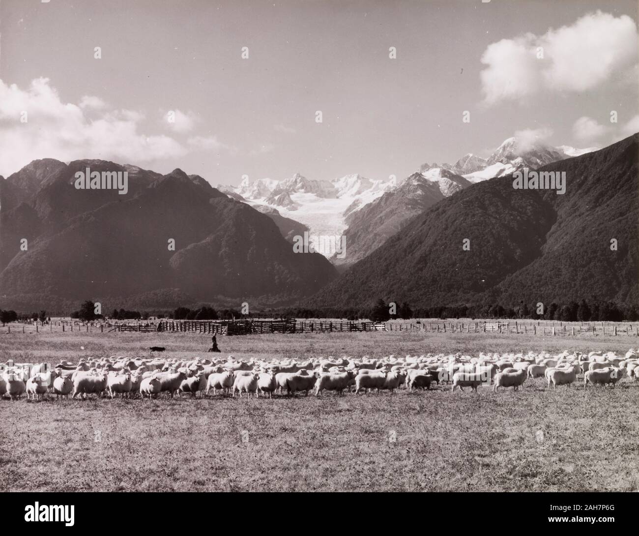 Directishepherd hi-res stock photography and images - Alamy