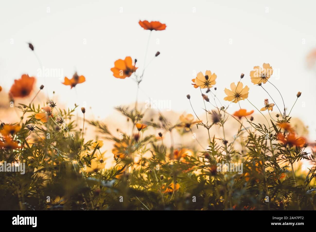 yellow cosmos flower blooming in the field, vintage tone . The Cosmos ...