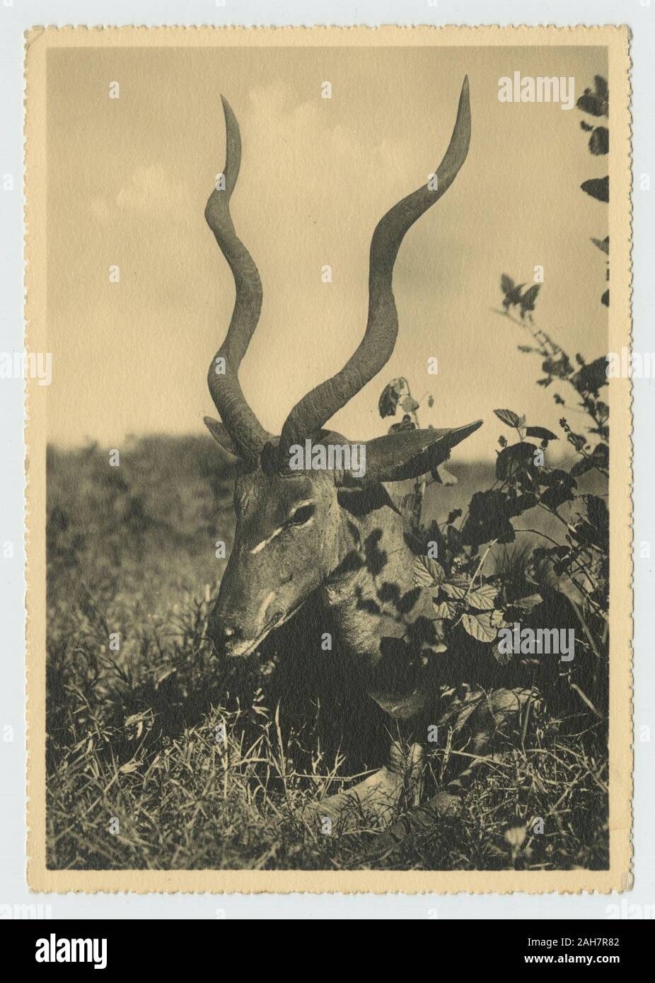 Somalipostcard hi-res stock photography and images - Alamy