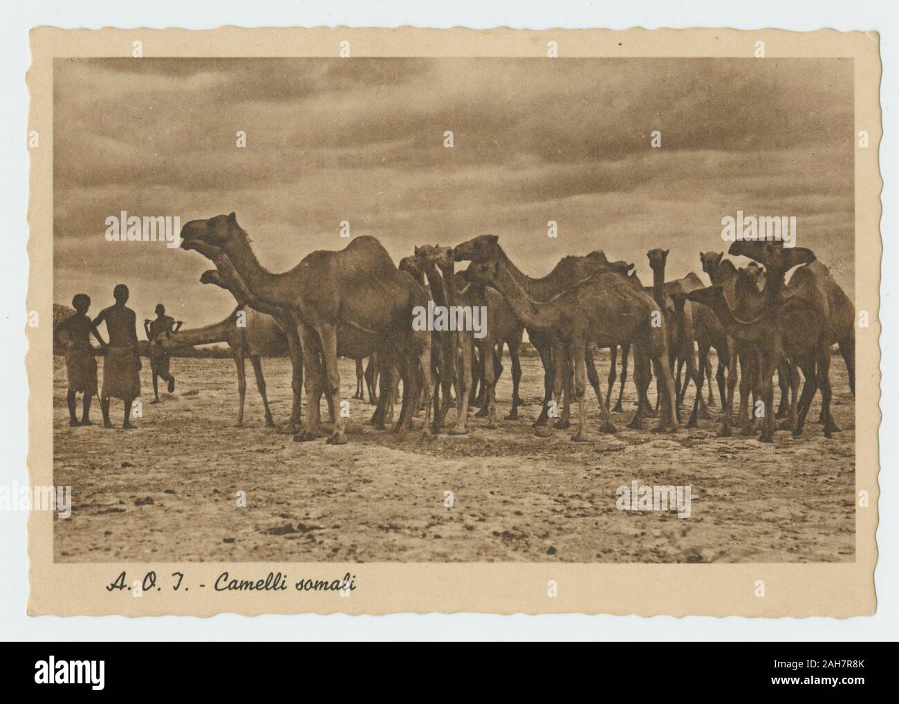 Somalia, Postcard showing camels in the Somali countryside, attended by ...