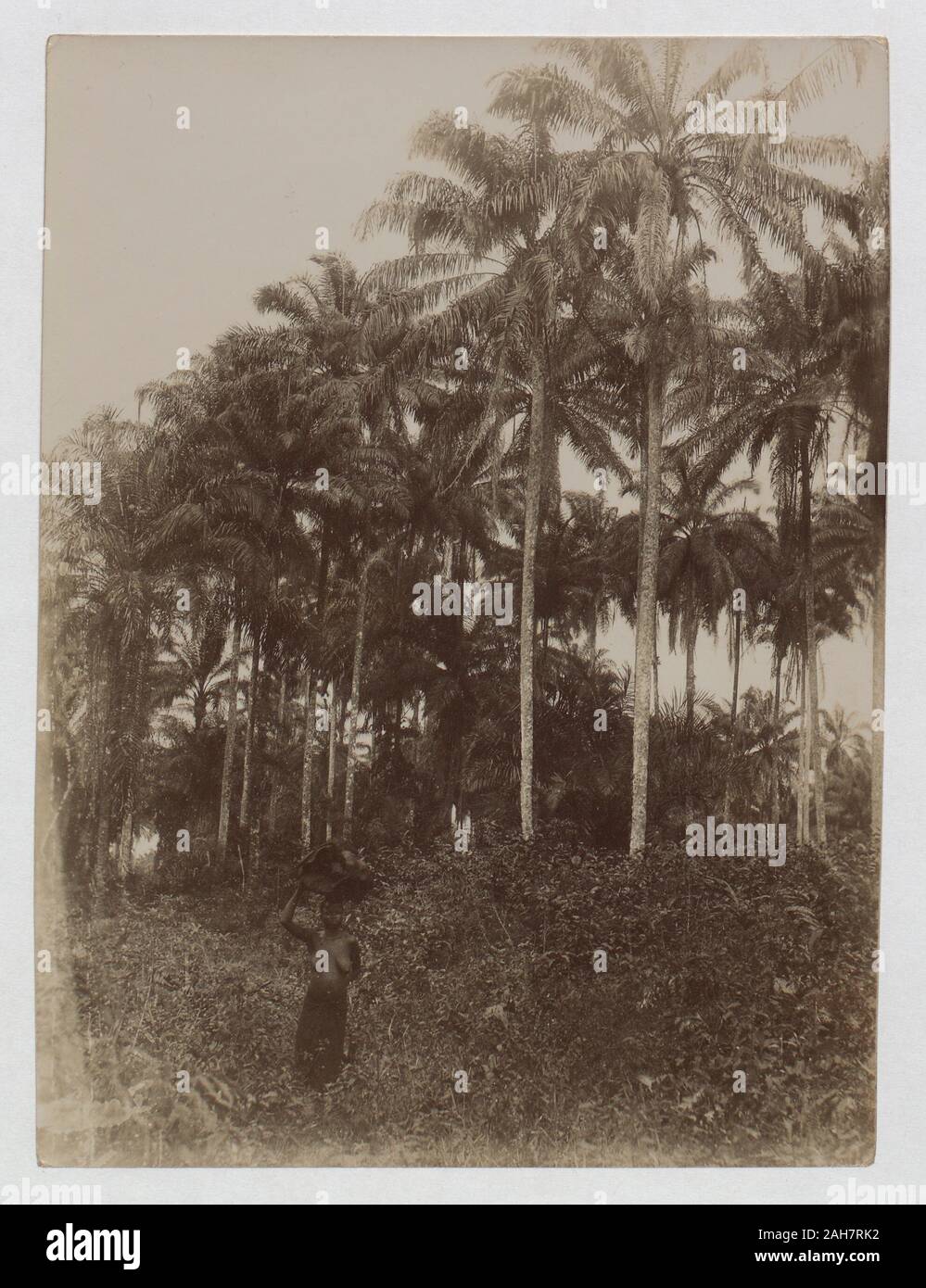 Woman standing under palm trees hi-res stock photography and images - Alamy
