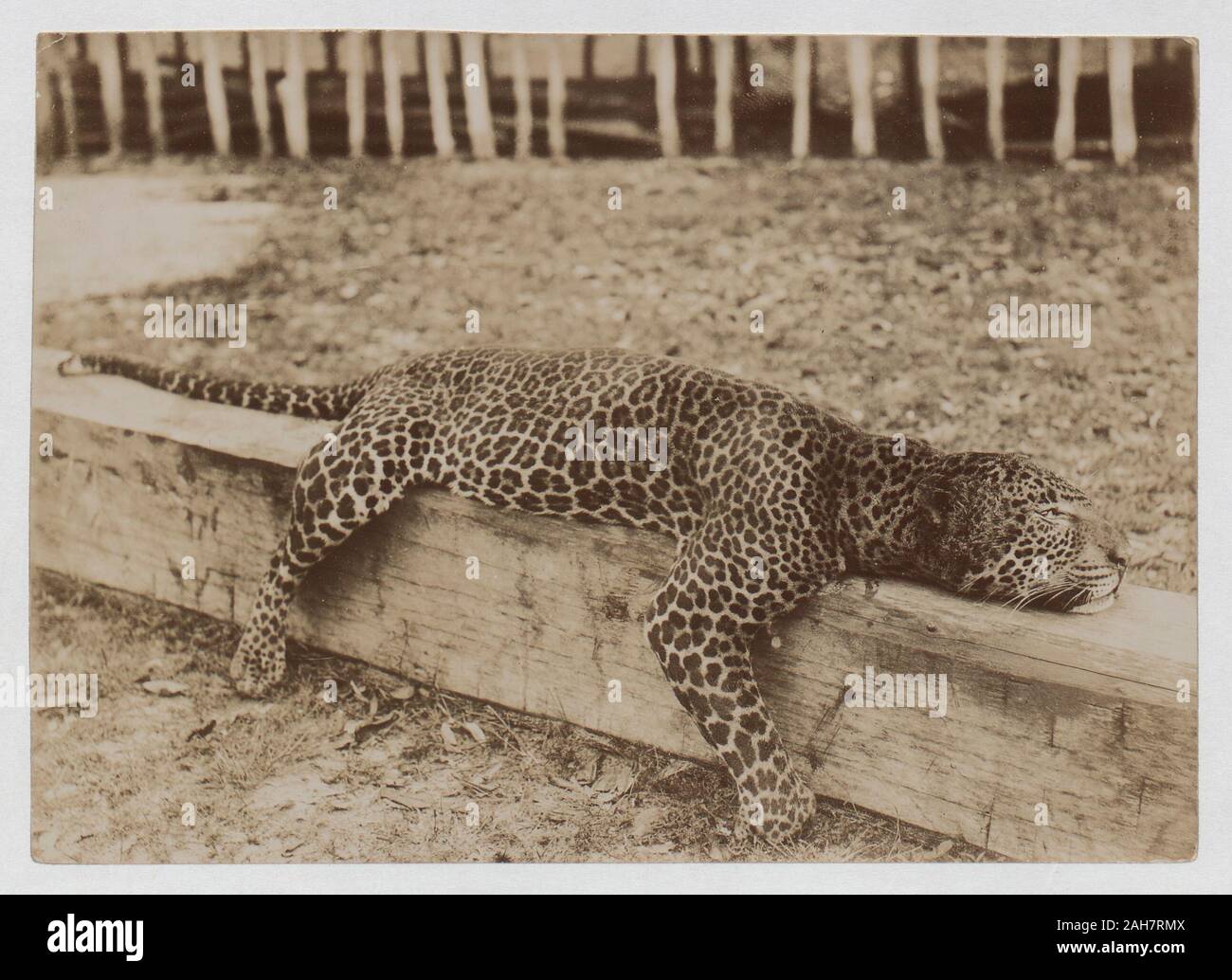 Leopard nigeria hi-res stock photography and images - Alamy