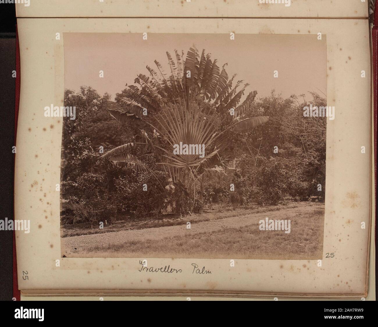 Fan shaped tree hi-res stock photography and images - Alamy