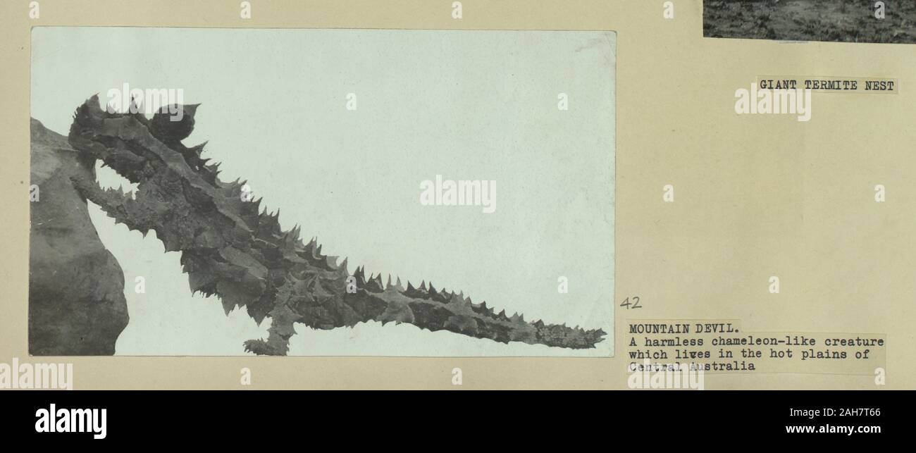 Australia, Picture of a mountain devil.Capture reads: A harmless ...