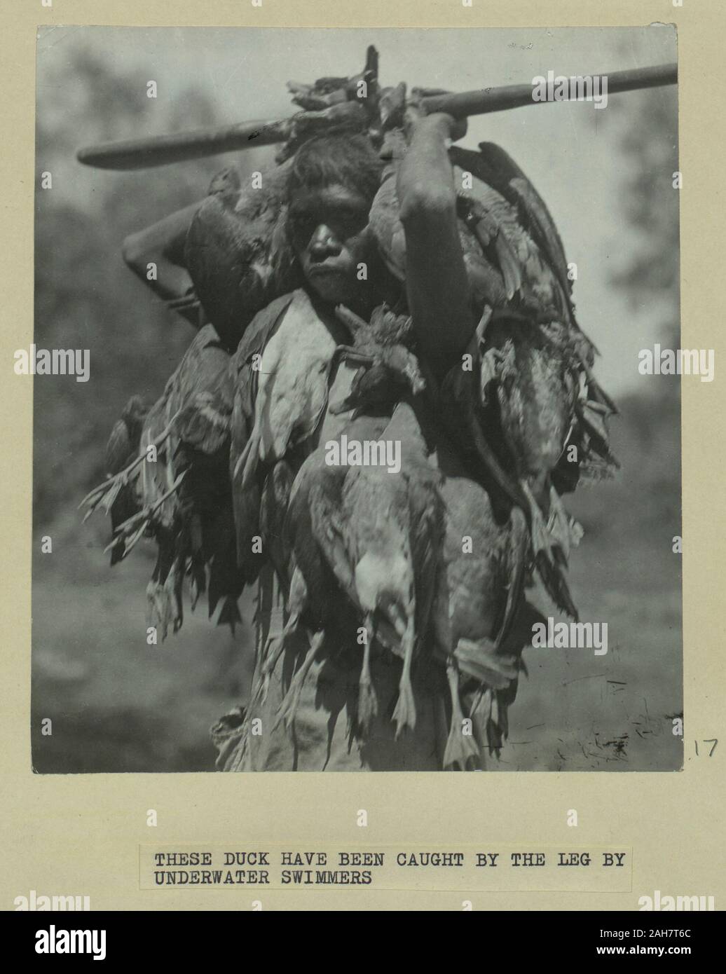 Australia, A young aboriginal holding ducks.Caption reads: These ducks ...