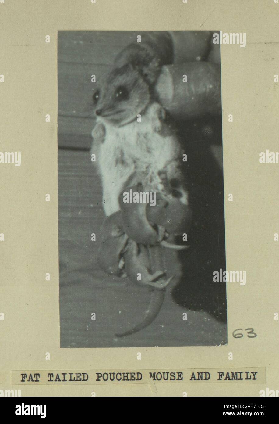 Australia, Fat tailed pouched mouse family.Caption reads: Fat tailed ...