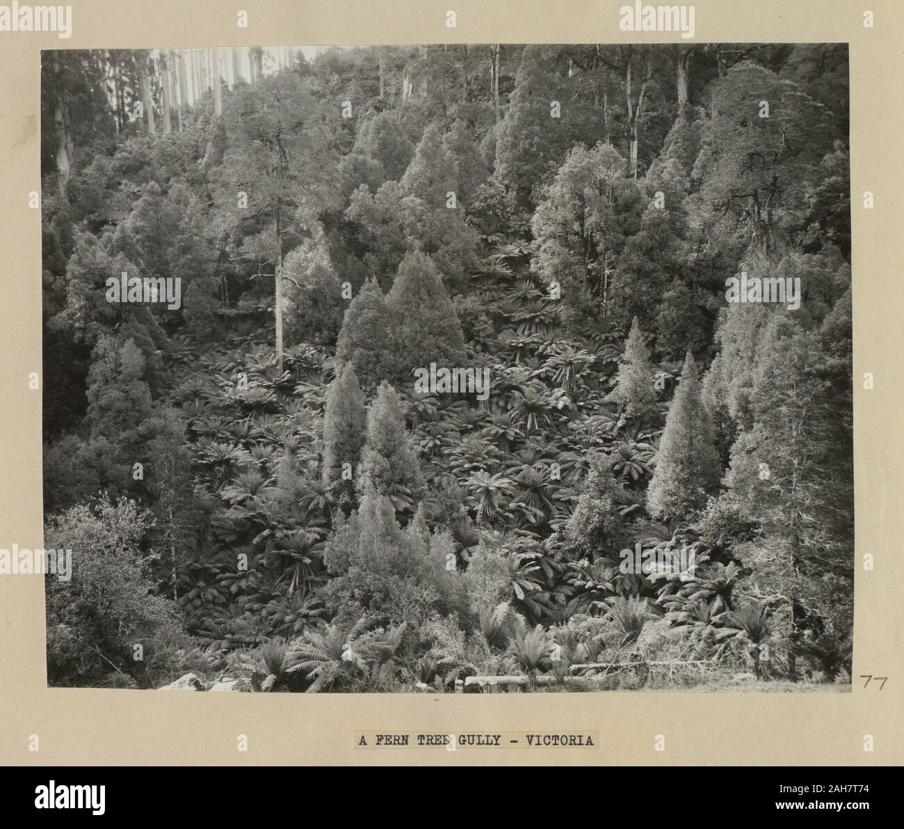 Australia, Landscape of a fern tree gully.Caption reads: A fern tree ...