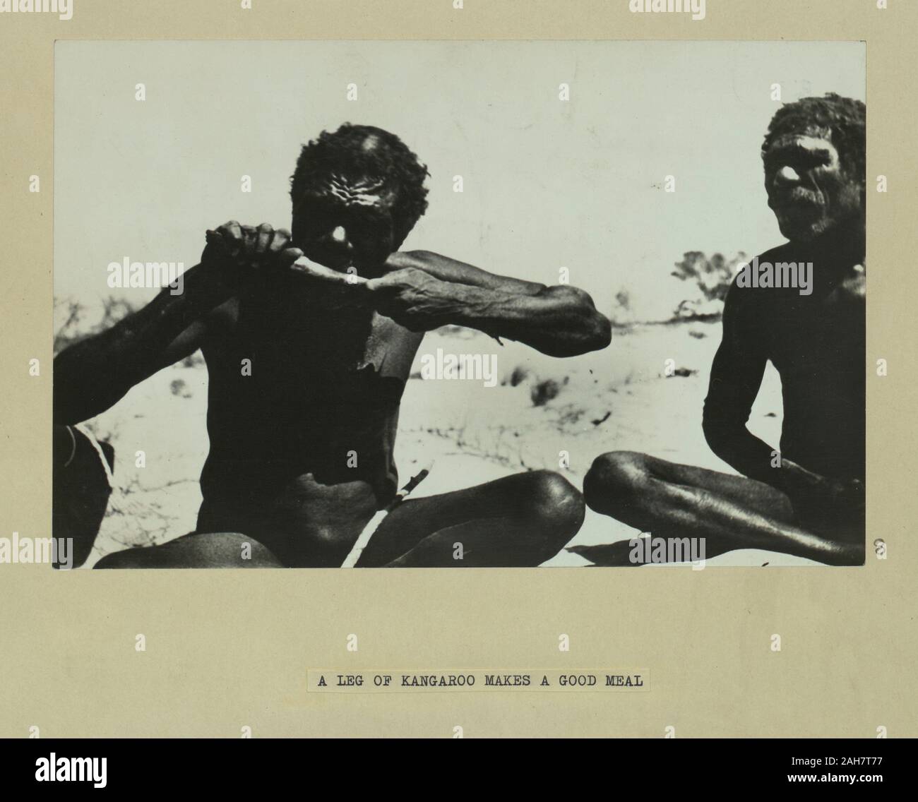 Kangaroo meal hi-res stock photography and images - Alamy