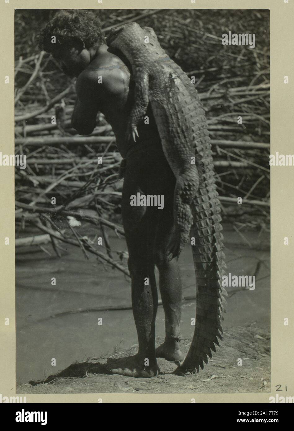 Australia, Aboriginal man holding crocodiles on his back.Caption reads ...