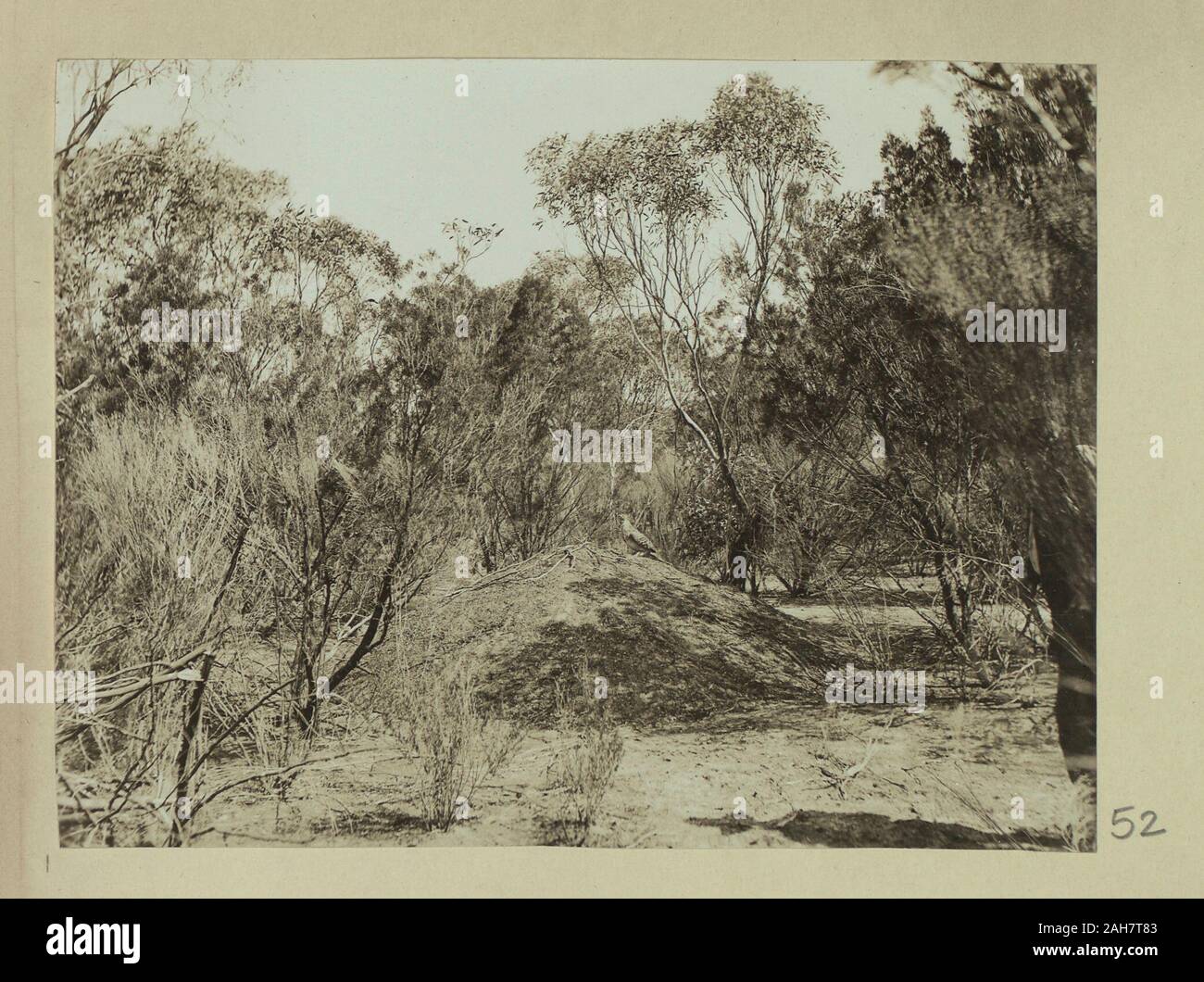 Australipicture hi-res stock photography and images - Alamy