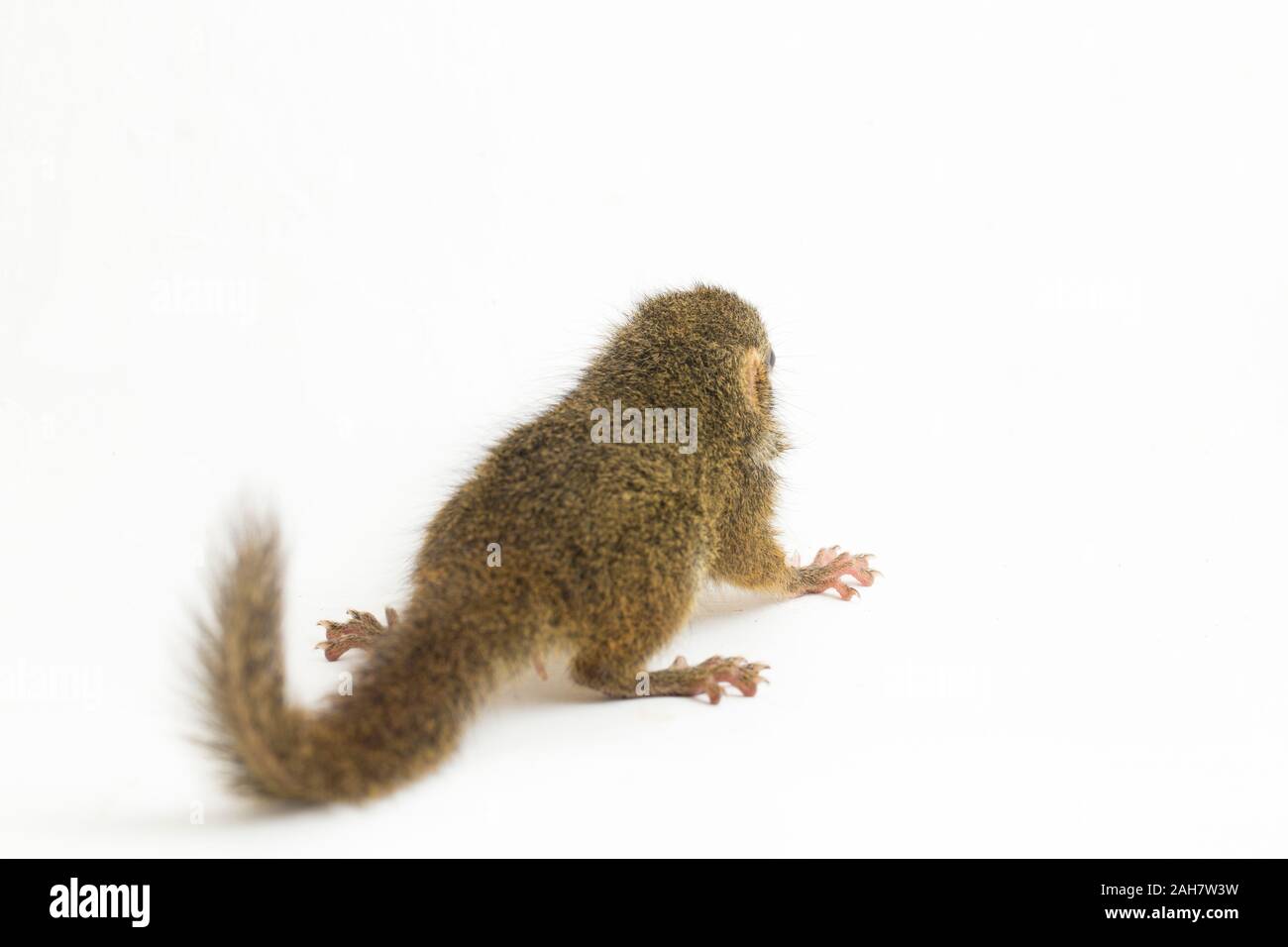 Horsfield's treeshrew (Tupaia javanica), also called Javan treeshrew ...
