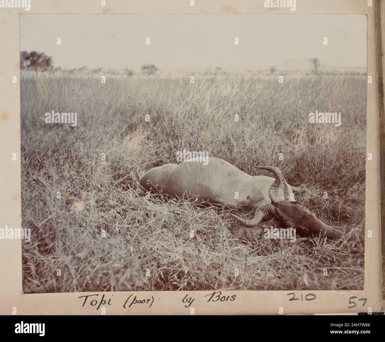 SomaliaJubaland, Dead antelope lying in a fieldOriginal manuscript ...