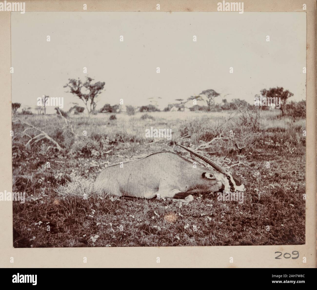 Field circa hi-res stock photography and images - Alamy