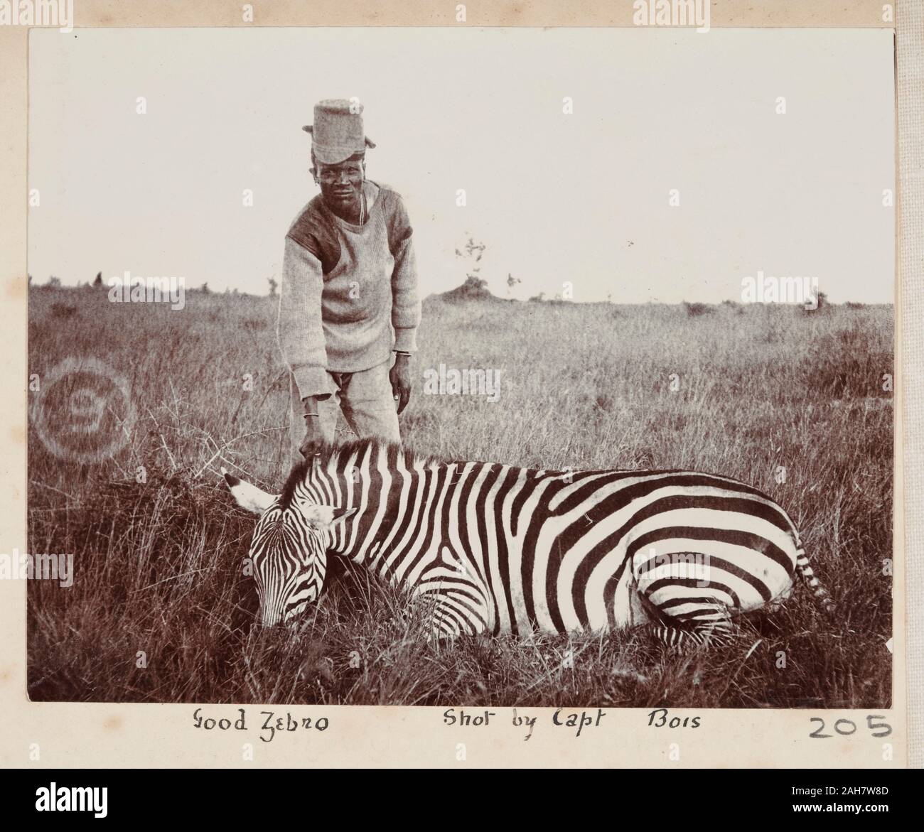 SomaliaJubaland, African man leaning over a dead zebraOriginal ...