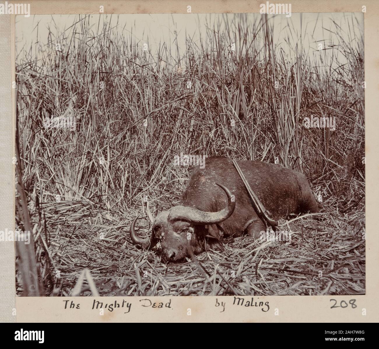 Maling hi-res stock photography and images - Alamy